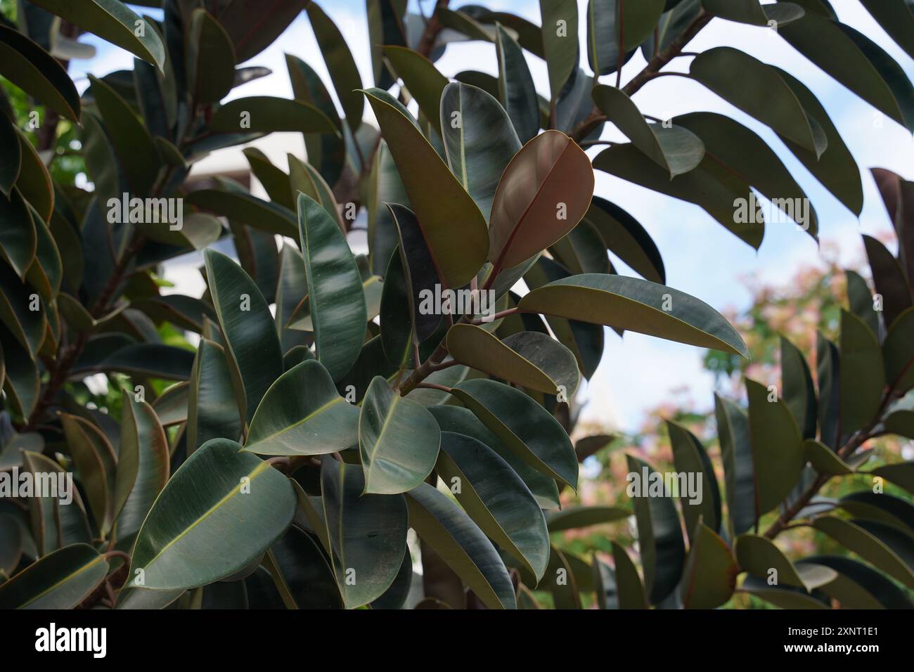 Ficus elastica (Also known as the rubber fig, rubber bush, rubber tree ...
