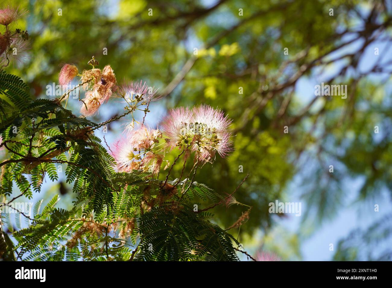 Pink flowers on blooming Albizia julibrissin plant. Pink bloom Persian ...