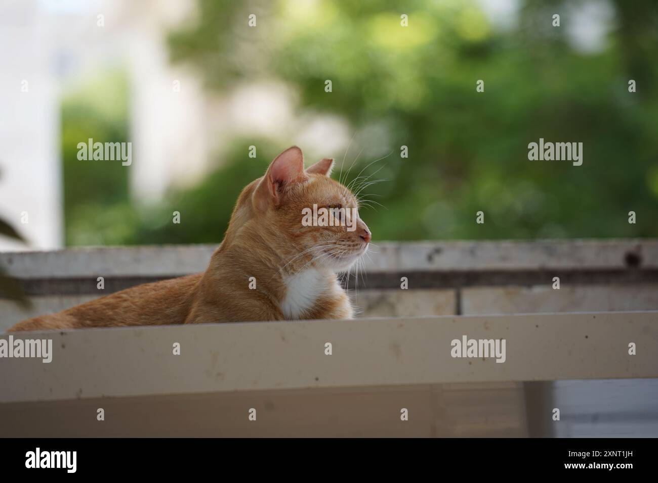Ginger red cat lying on top of "cat's house" in a street Stock Photo ...