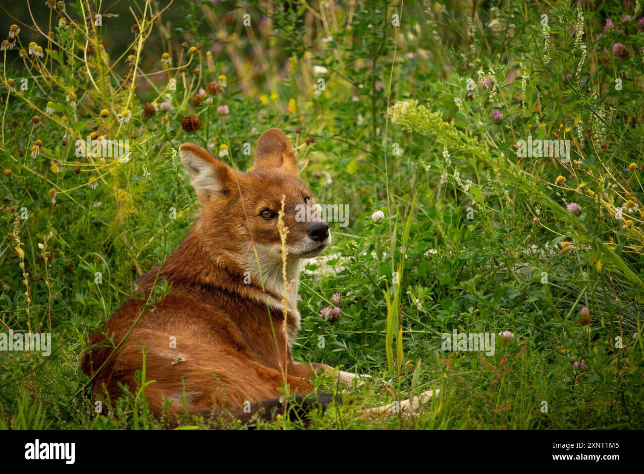 Dhole (Cuon alpinus) also known as the Asiatic Wild Dog Indian Wild Dog ...