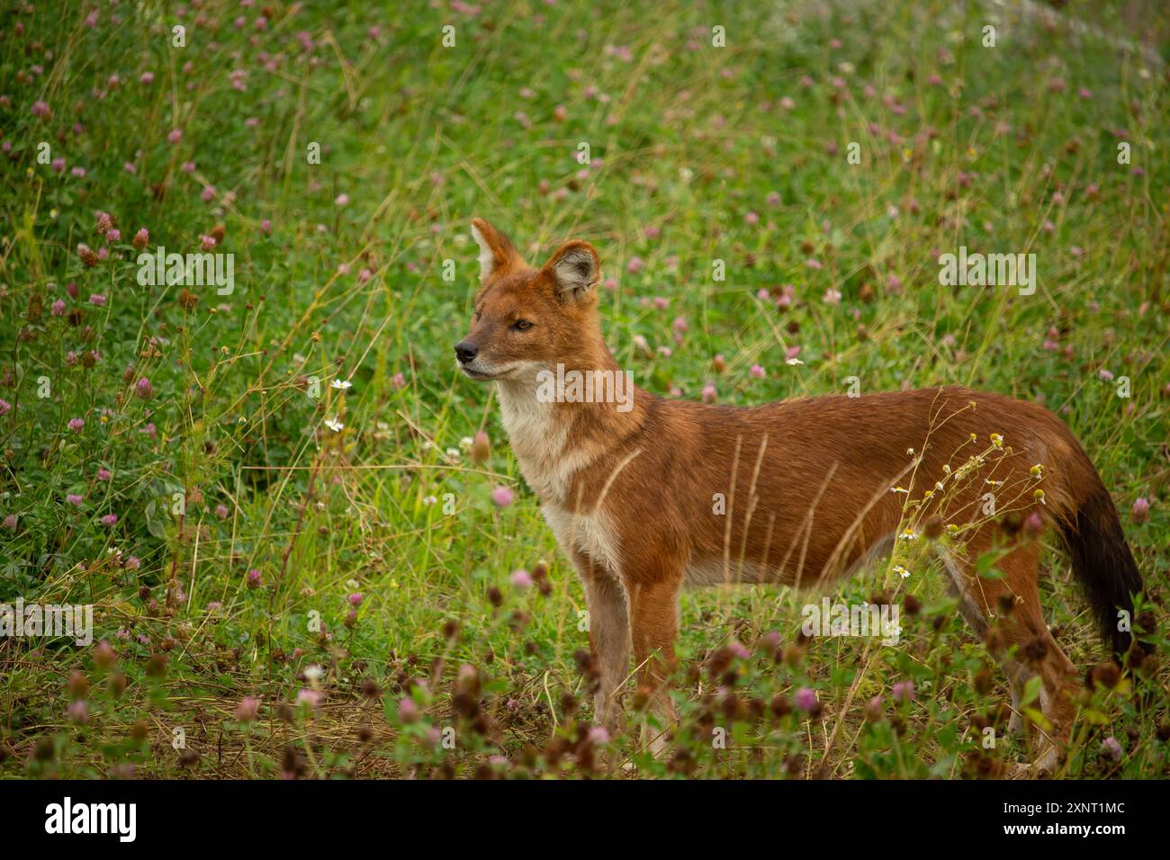 Dhole (Cuon alpinus) also known as the Asiatic Wild Dog Indian Wild Dog ...