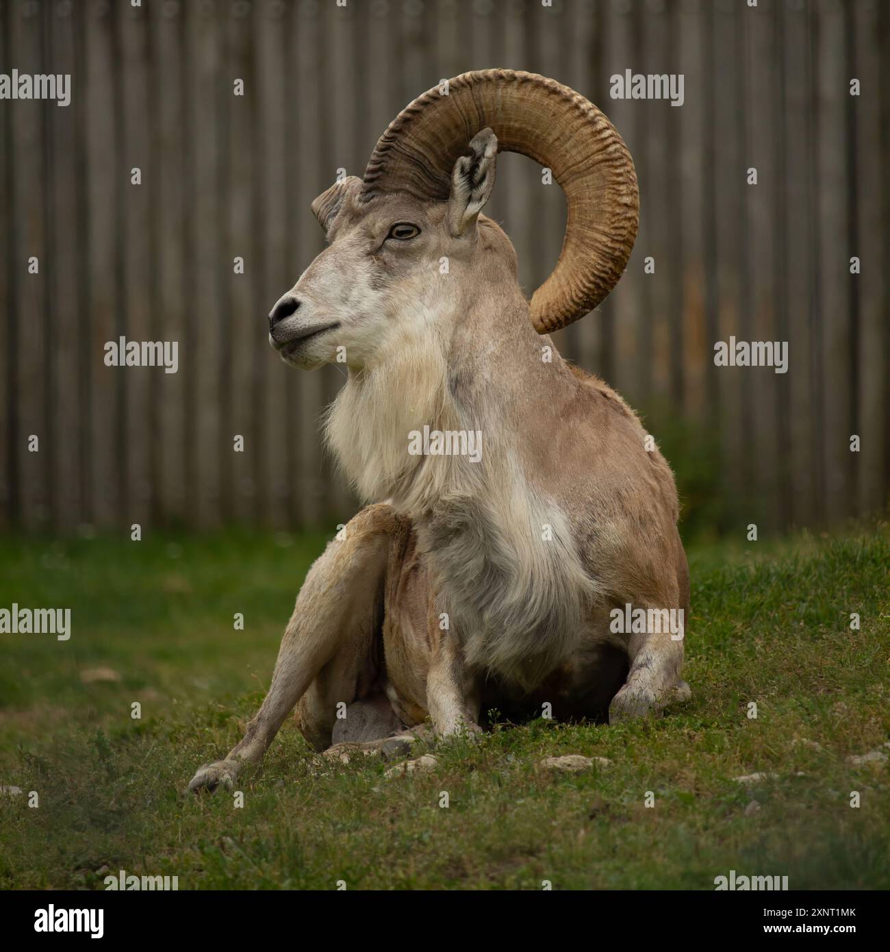Transcaspian urial (Ovis orientalis arkal). Wild life animal Stock ...