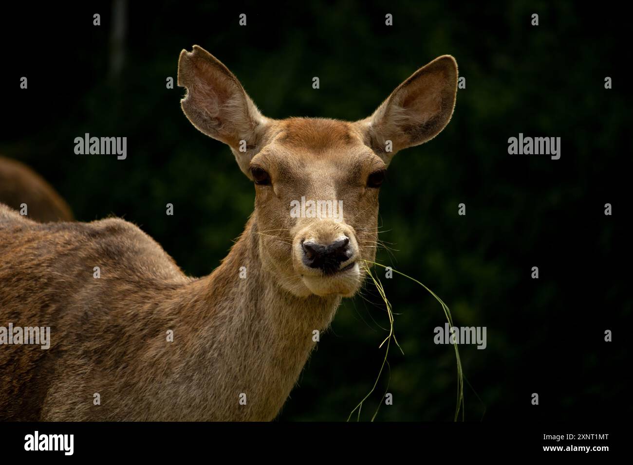 Young hornless deer close hi-res stock photography and images - Alamy