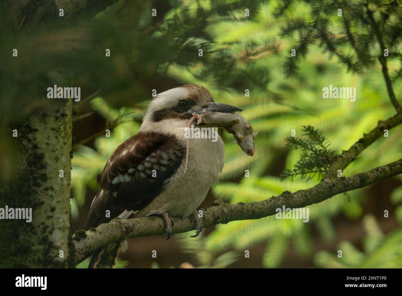 Kookaburra bird with mouse in beak after hunting and catching rodent in ...