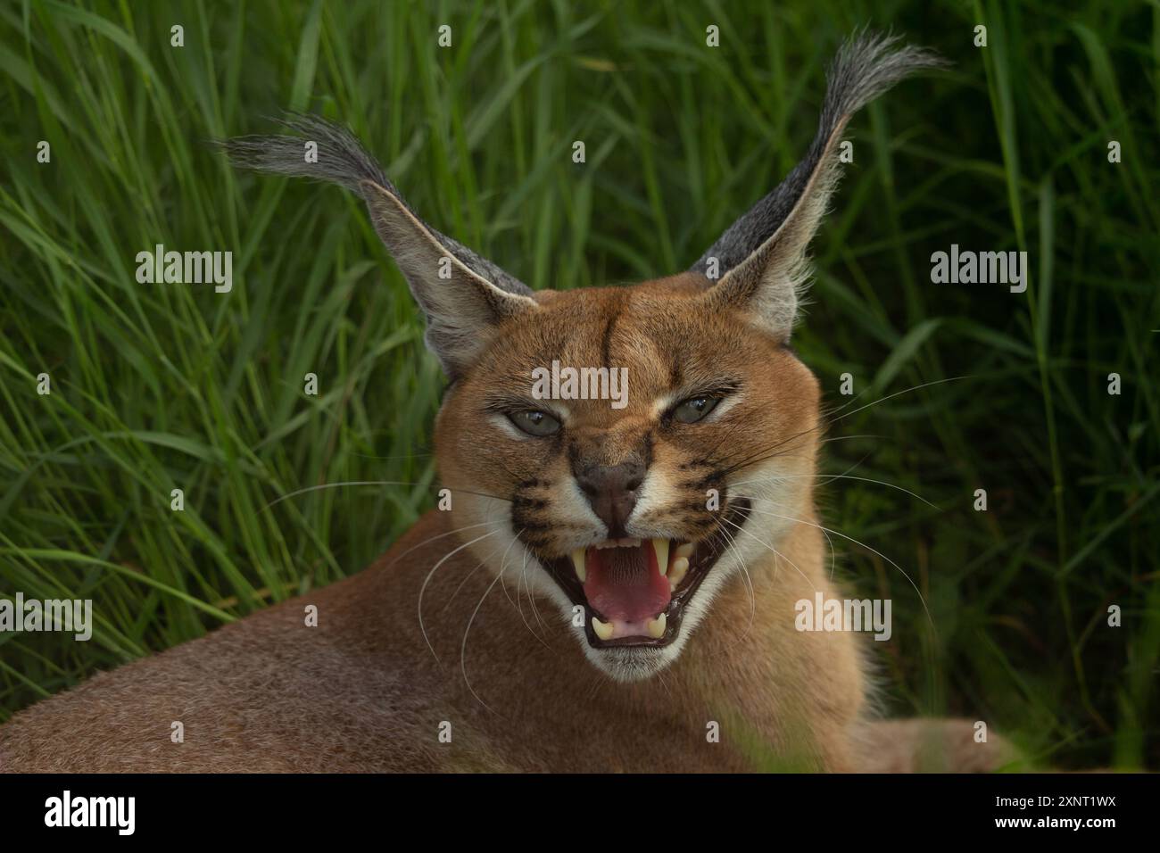 angry caracal growling and showing his teeth Stock Photo - Alamy