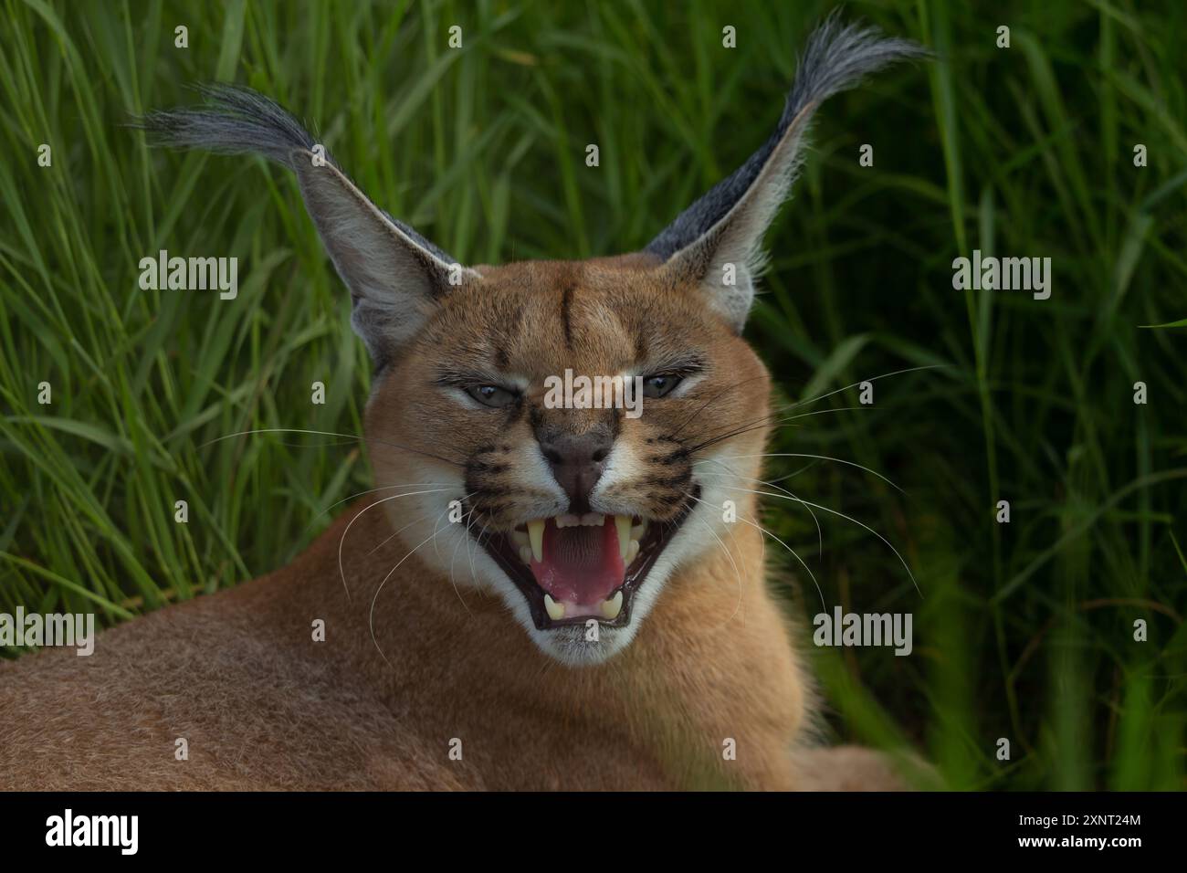 angry caracal growling and showing his teeth Stock Photo - Alamy