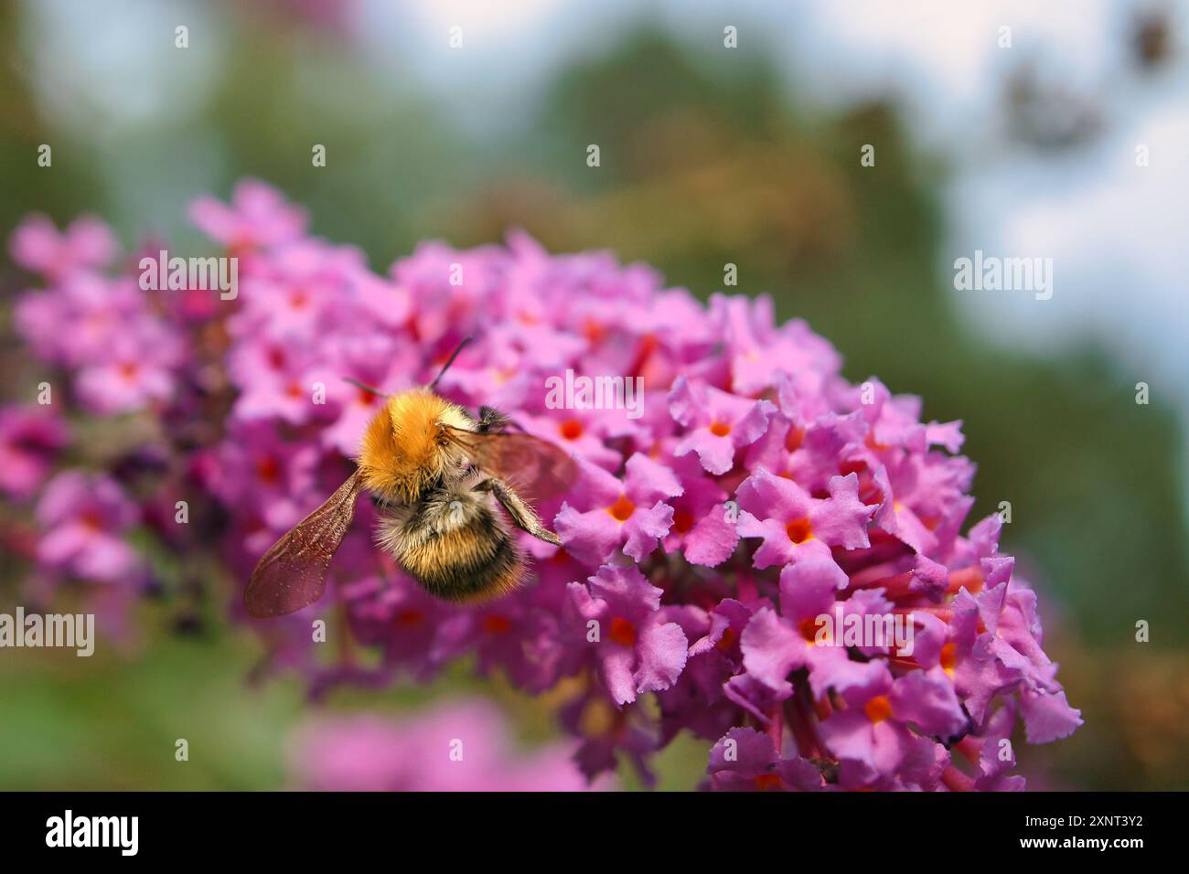 Bumblebee on a flower to collect nectar. Insect pollinating pollen in ...