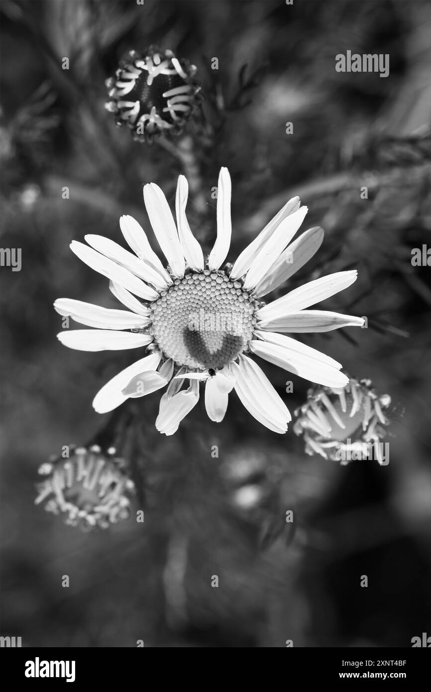 Magritte with white petals, on which a heart is outlined by a shadow in ...