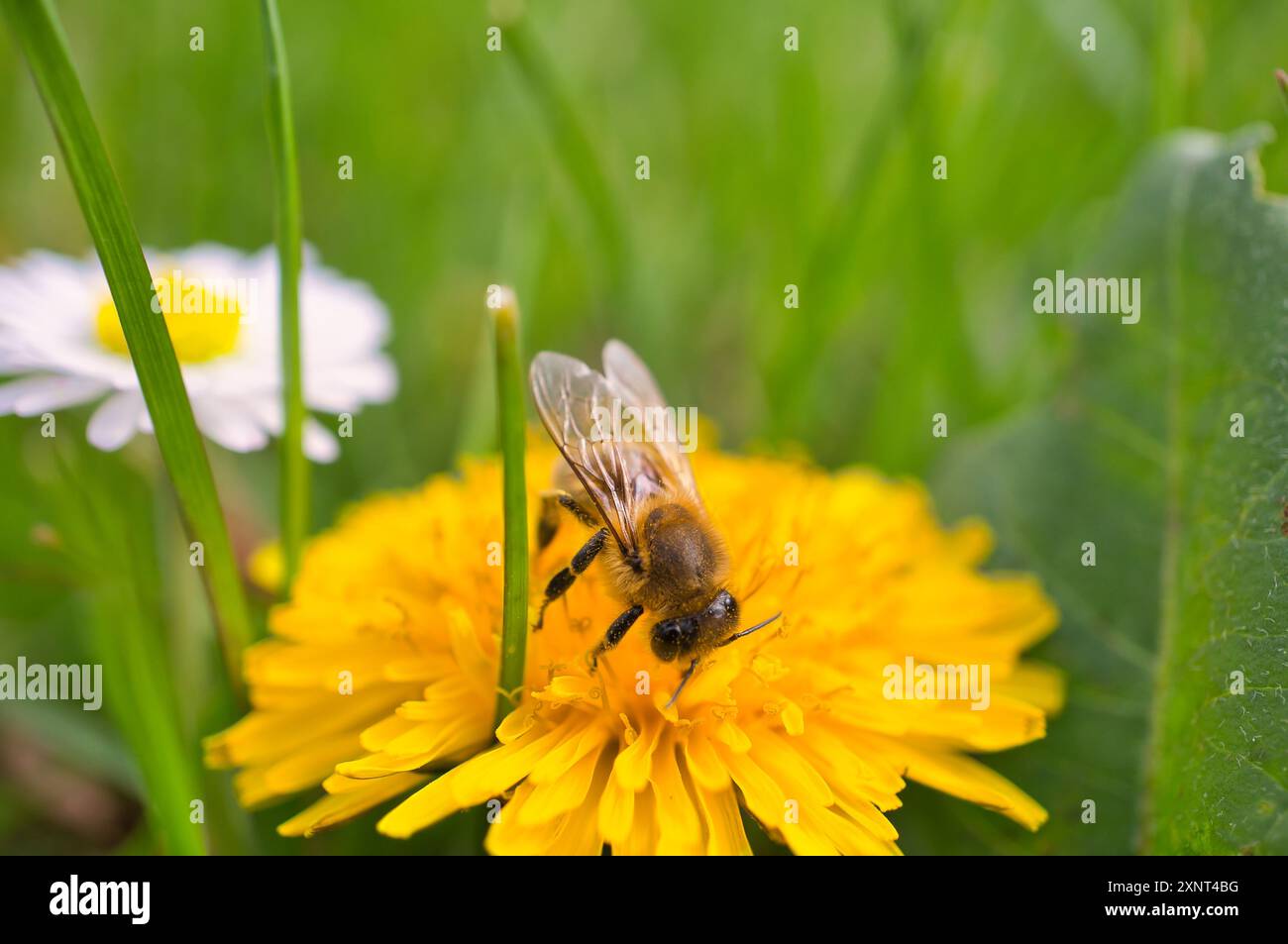 Honey bee collecting nectar on a flower. Insect photo from nature ...