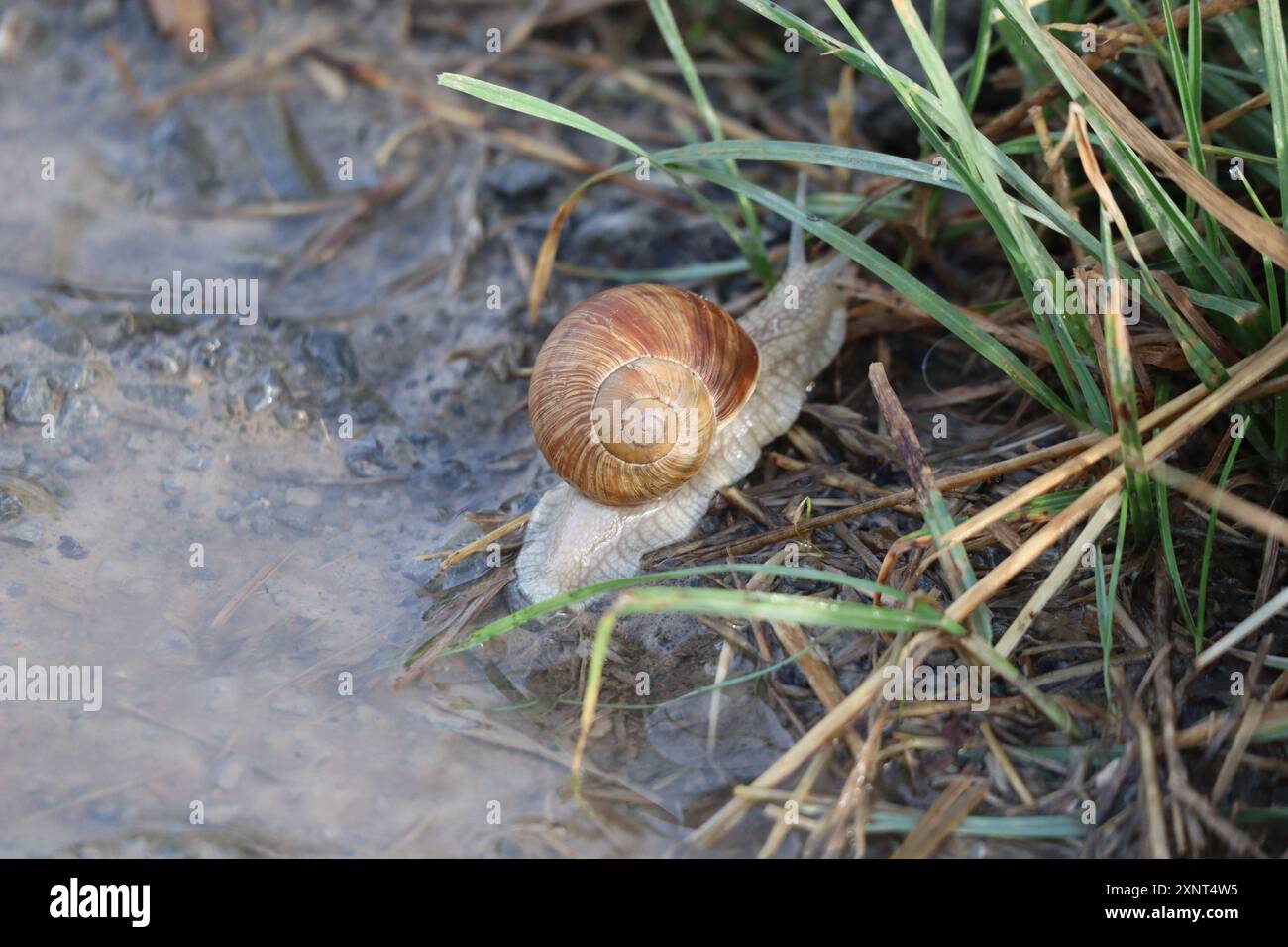 Garden snail comes from Bathing in a Puddle Stock Photo - Alamy