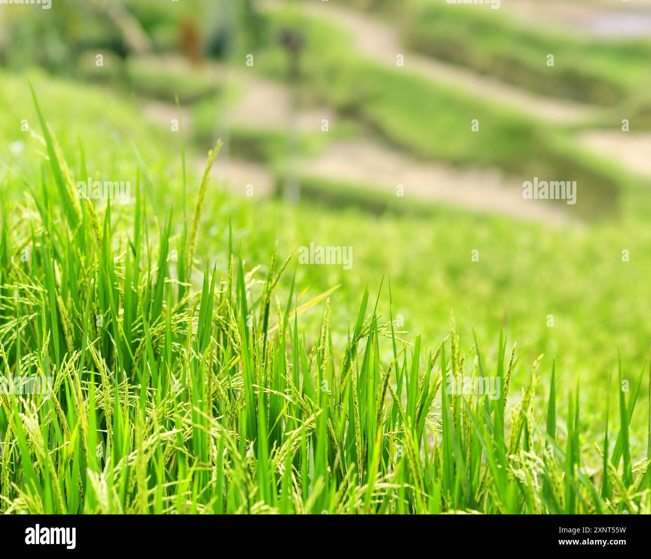 Ricce terrace of Bali Island, Indonesia Stock Photo - Alamy