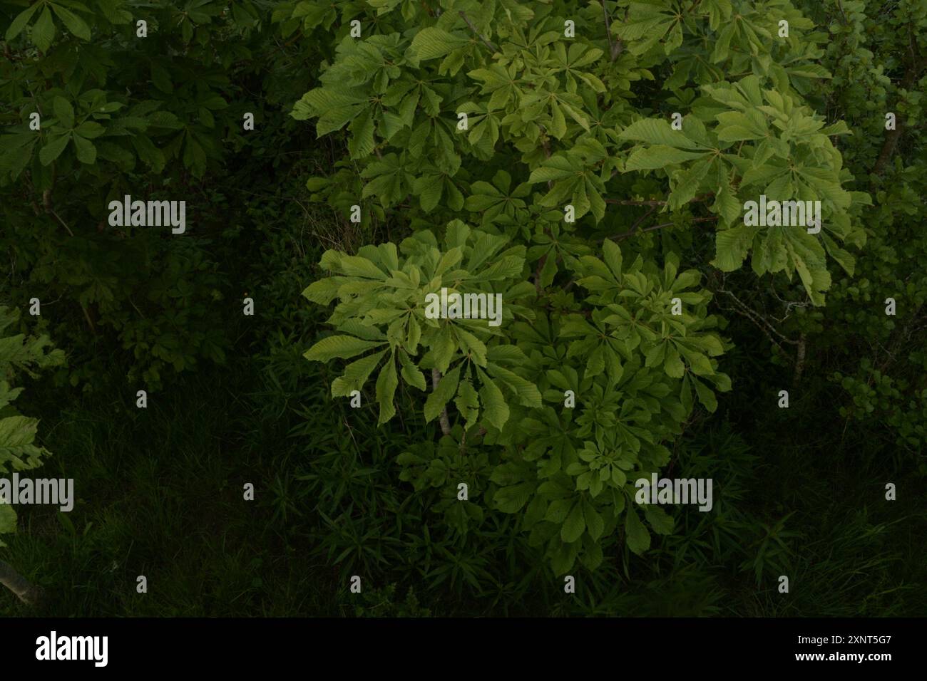 European Horse Chestnut / Aesculus hippocastanum Stock Photo - Alamy