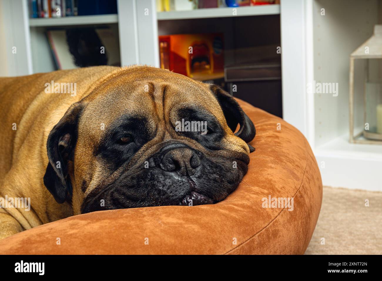 A FAWN COLORED BULLMASTIFF SLEEPING IN A COMFORTABLE BED WITH HER JOWLS ...
