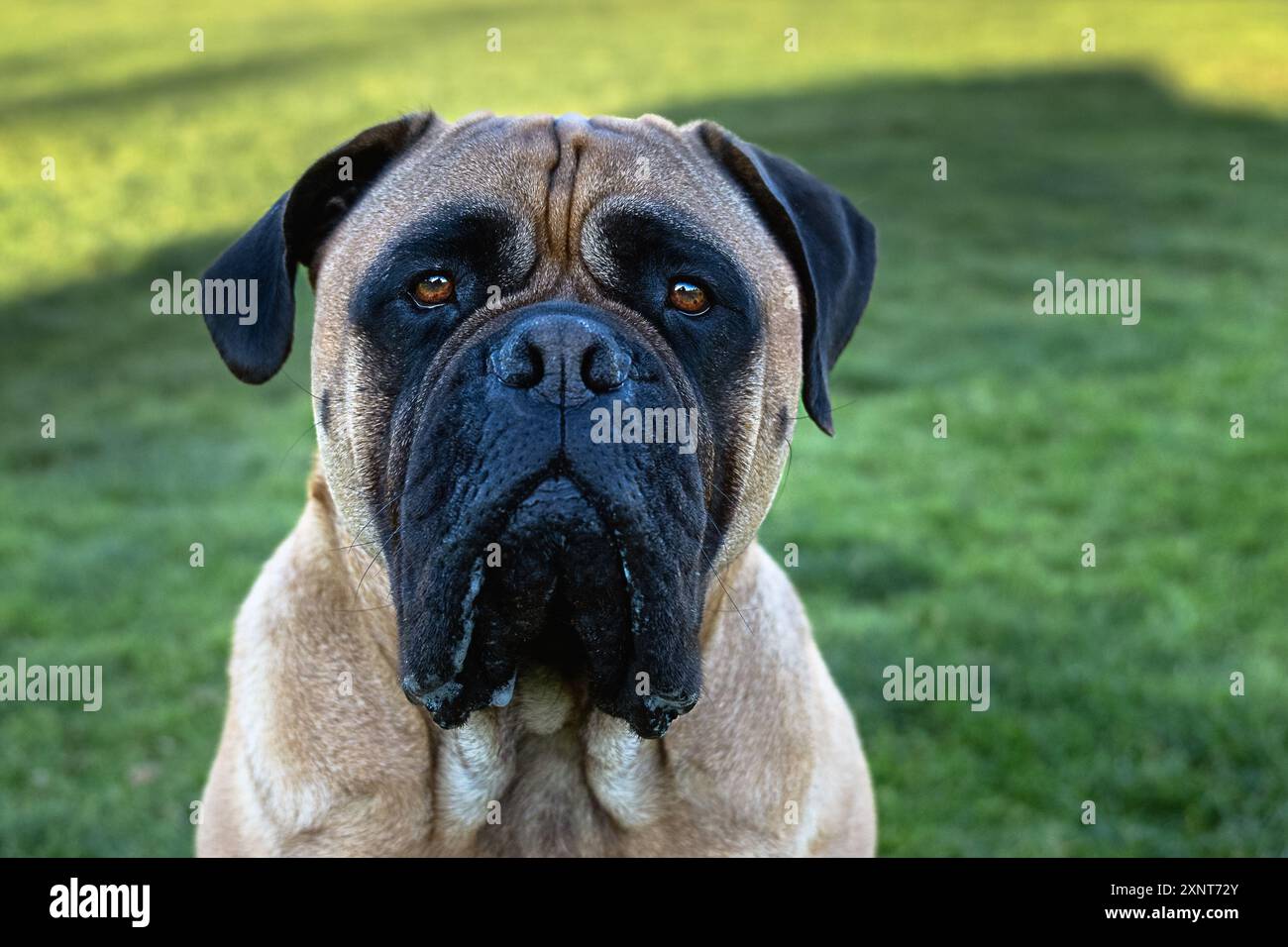 A STRAIGHT ON SHOT OF A FAWN COLORED BULLMASTIFF WITH A SOLEMN LOOK AND ...