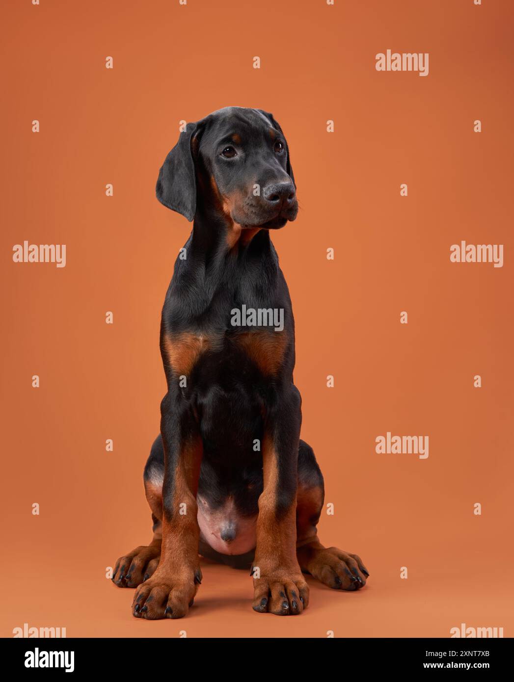 A poised Doberman Pinscher puppy presents with a shiny black and tan ...