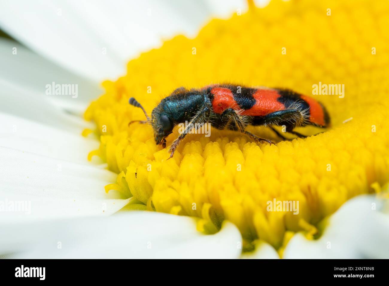 Bee Beetle - Trichodes apiarius, small beautiful colored beetle from ...