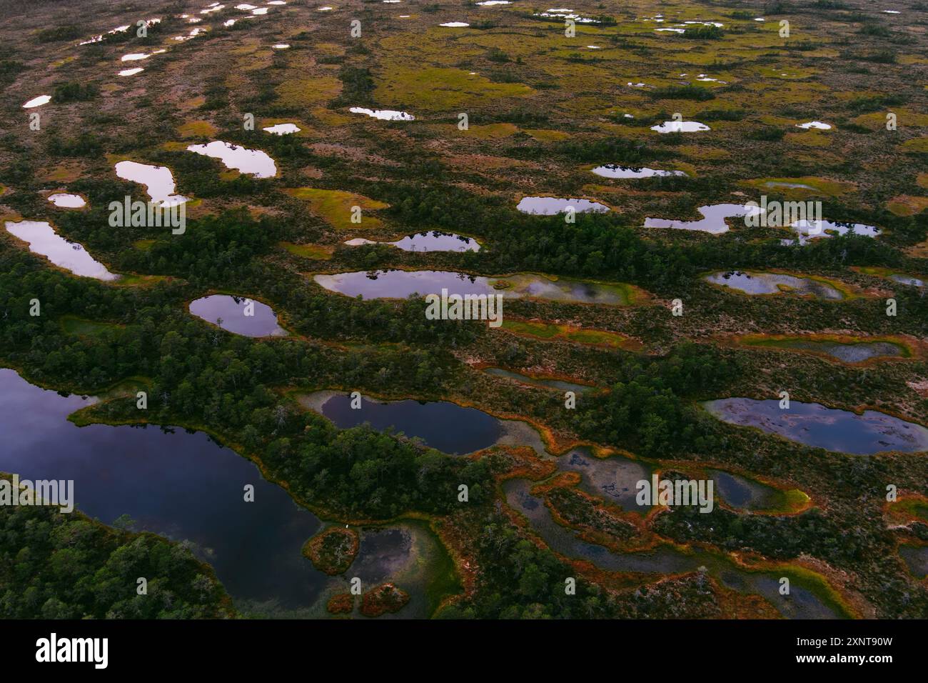 Aerial view of Seli Bog, dotted with pine trees, hollows and pools ...