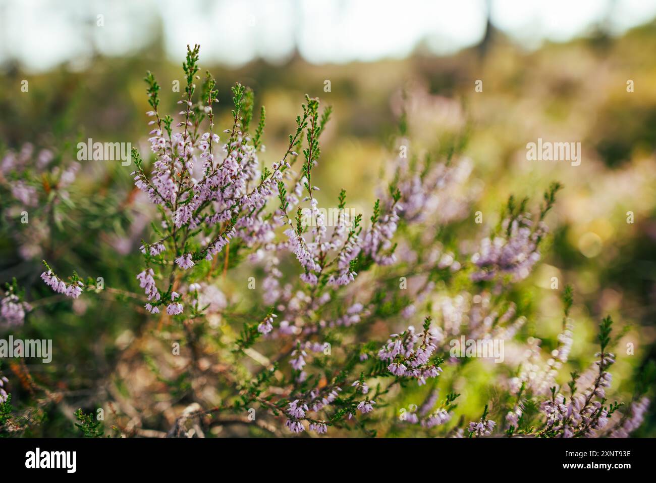 Heather flowering in Seli Bog, dotted with pine trees, hollows and ...
