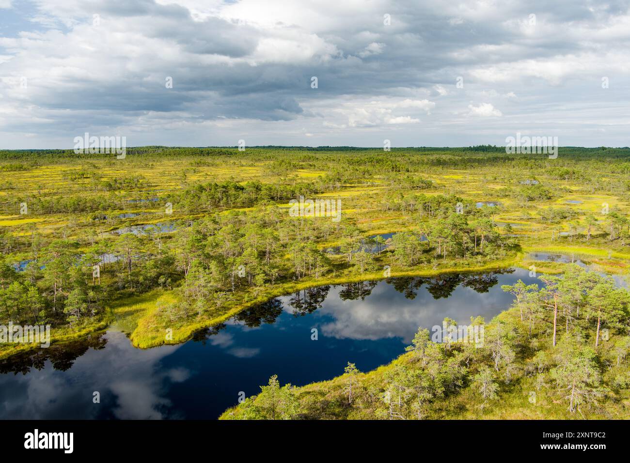 Aerial view of Seli Bog, dotted with pine trees, hollows and pools ...