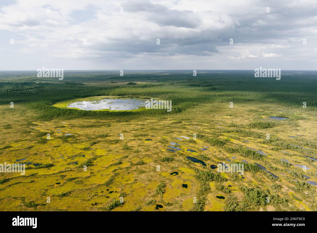 Aerial view of Seli Bog, dotted with pine trees, hollows and pools ...