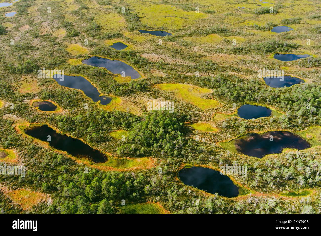 Aerial view of Seli Bog, dotted with pine trees, hollows and pools ...