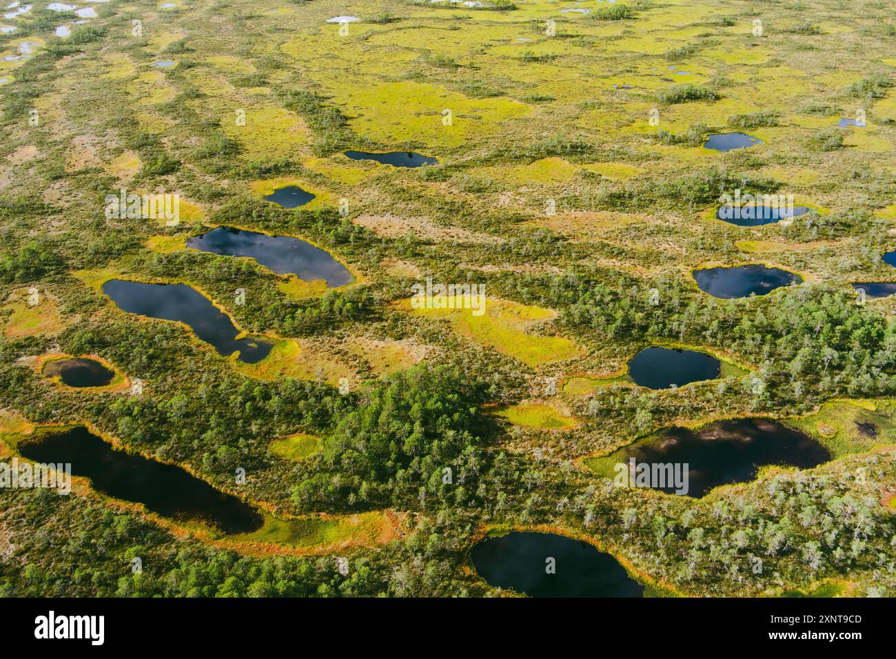 Aerial view of Seli Bog, dotted with pine trees, hollows and pools ...