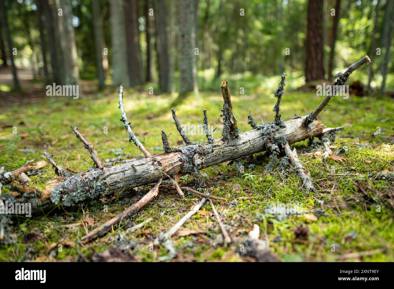 Old tree trunks in beautiful mixed pine and deciduous forest of Estonia ...