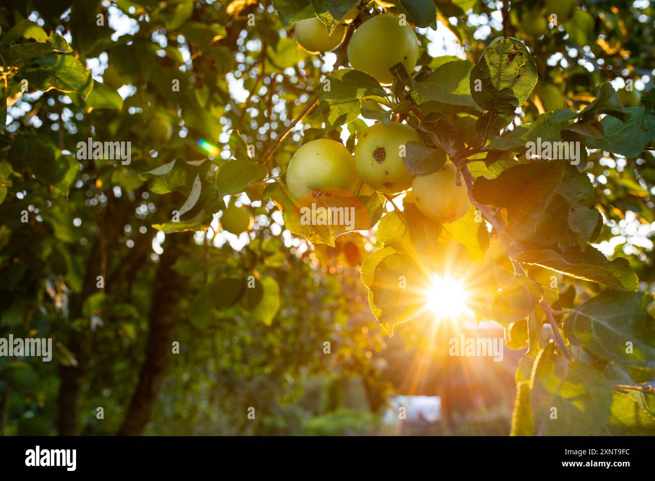 Green Apples Hanging on a Tree in summer with a sun flare. Organic and ...