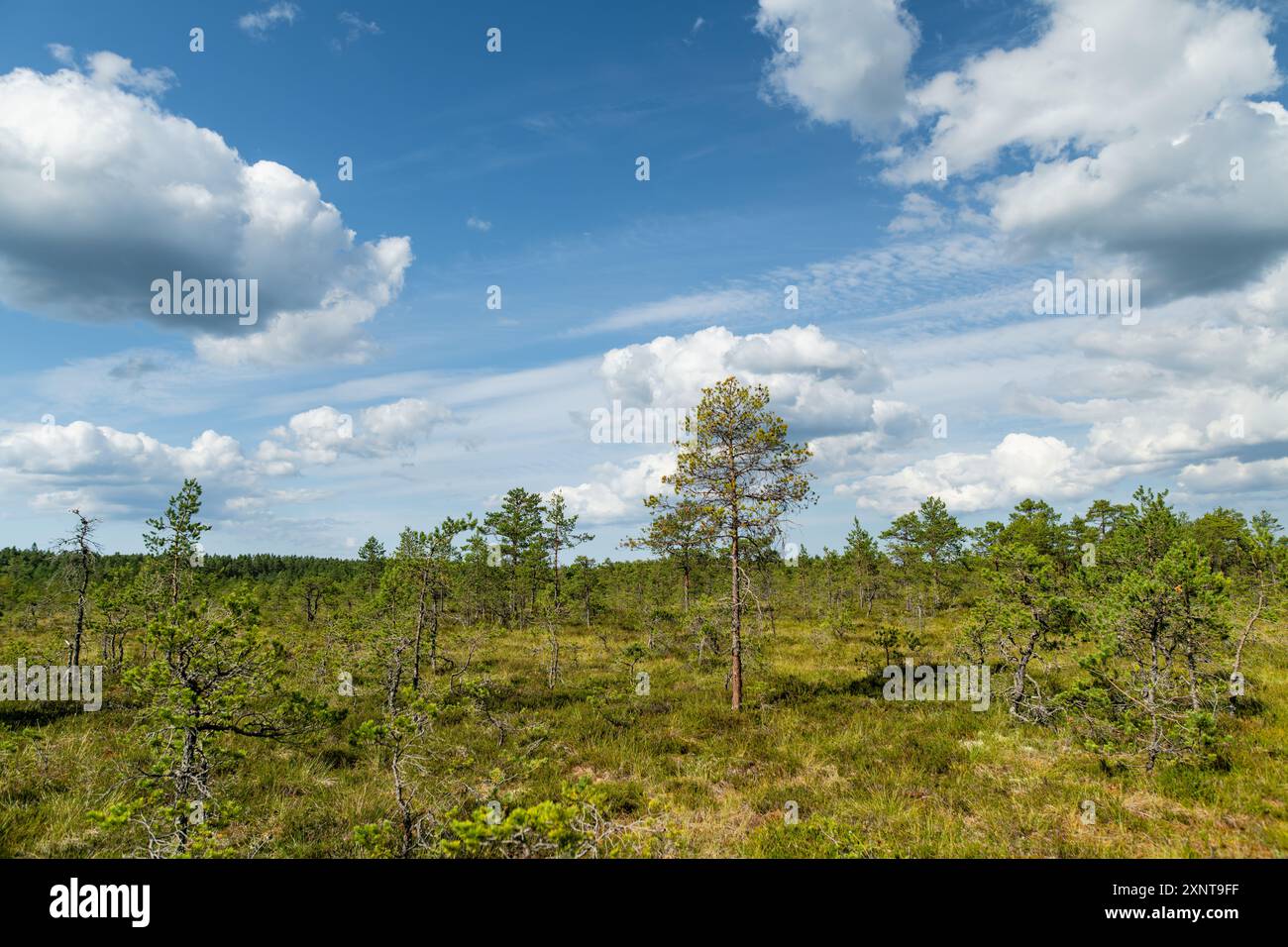 Viru Bog, one of the most famous bogs located in Lahemaa National Park ...