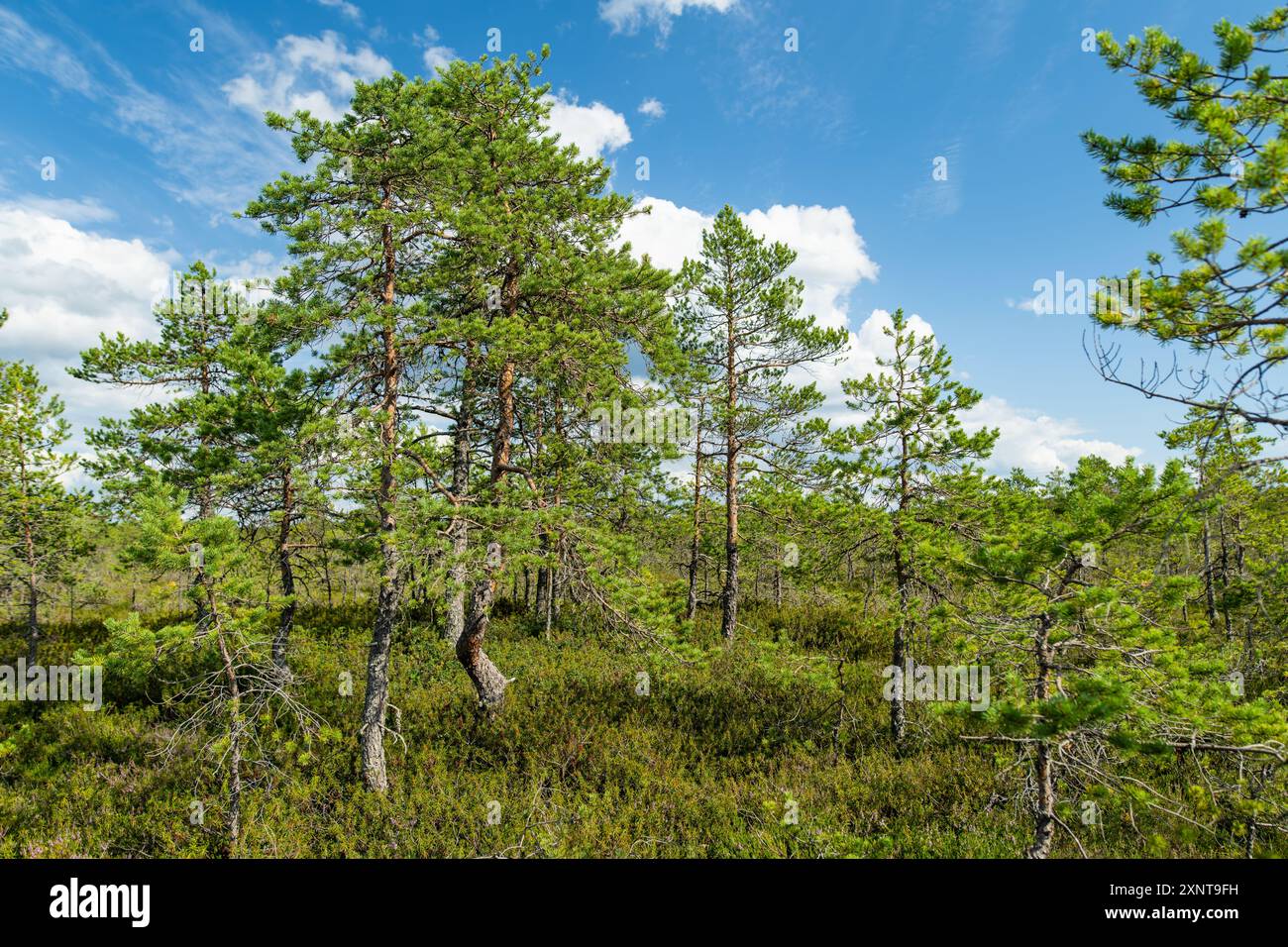 Viru Bog, one of the most famous bogs located in Lahemaa National Park ...