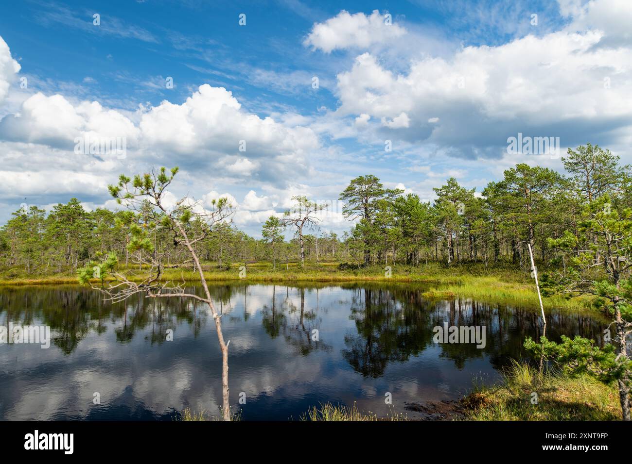 Viru Bog, one of the most famous bogs located in Lahemaa National Park ...