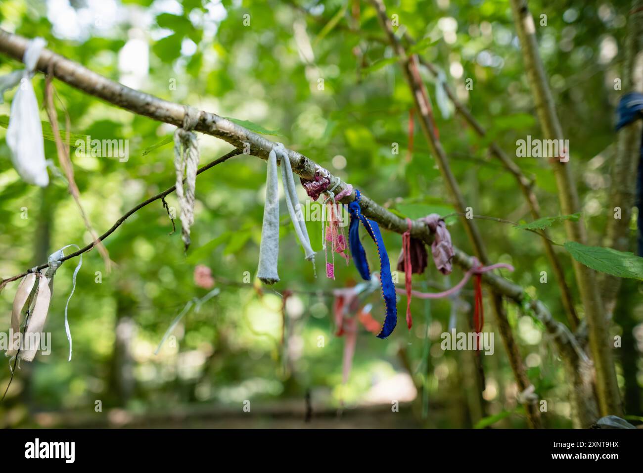 Siniallikad hi-res stock photography and images - Alamy