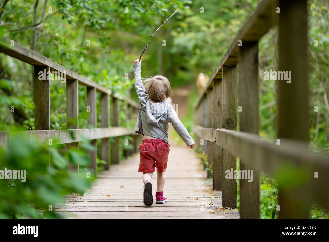 Toddler boy exploring in beautiful mixed pine and deciduous forest of ...