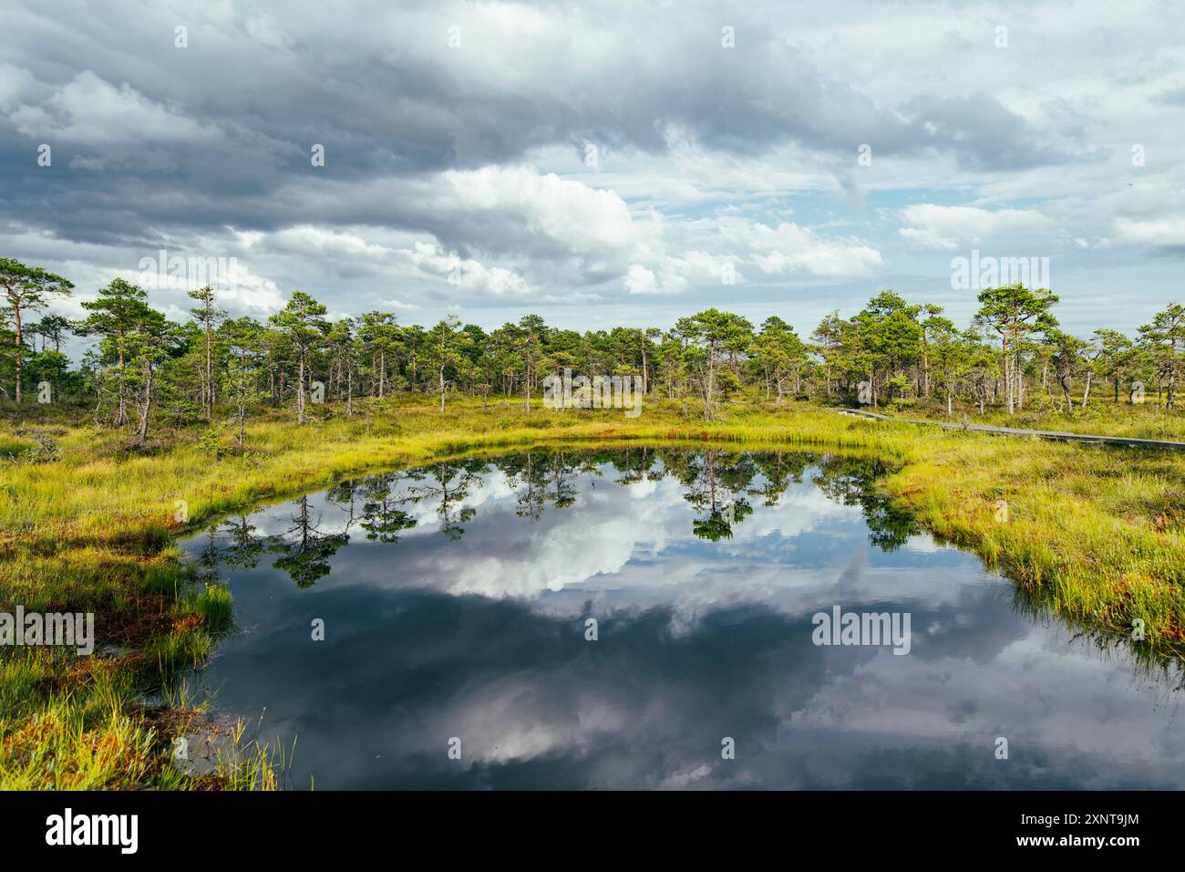 Seli Bog, dotted with pine trees, hollows and pools, located in Jarva ...