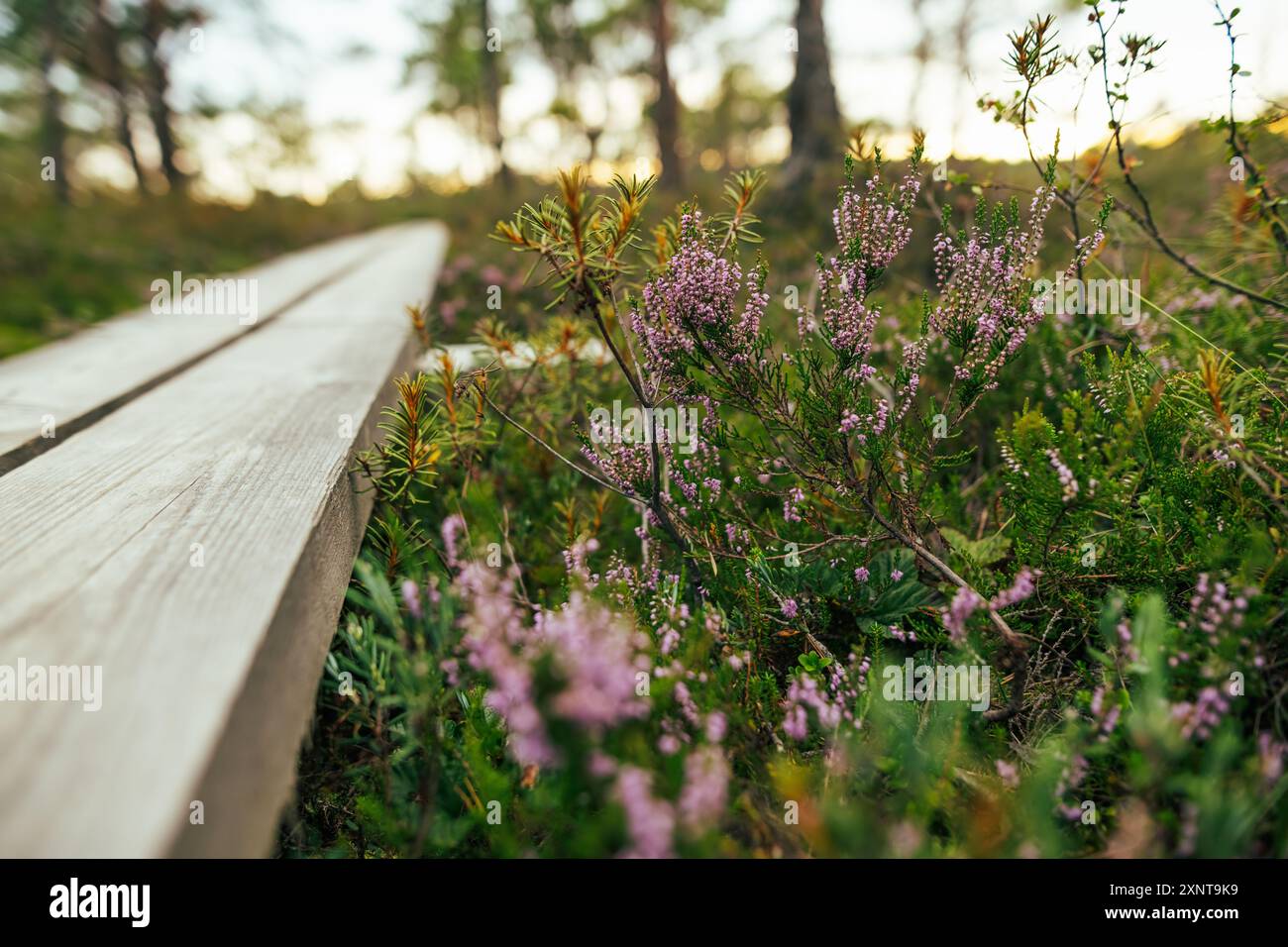 Heather flowering in Seli Bog, dotted with pine trees, hollows and ...