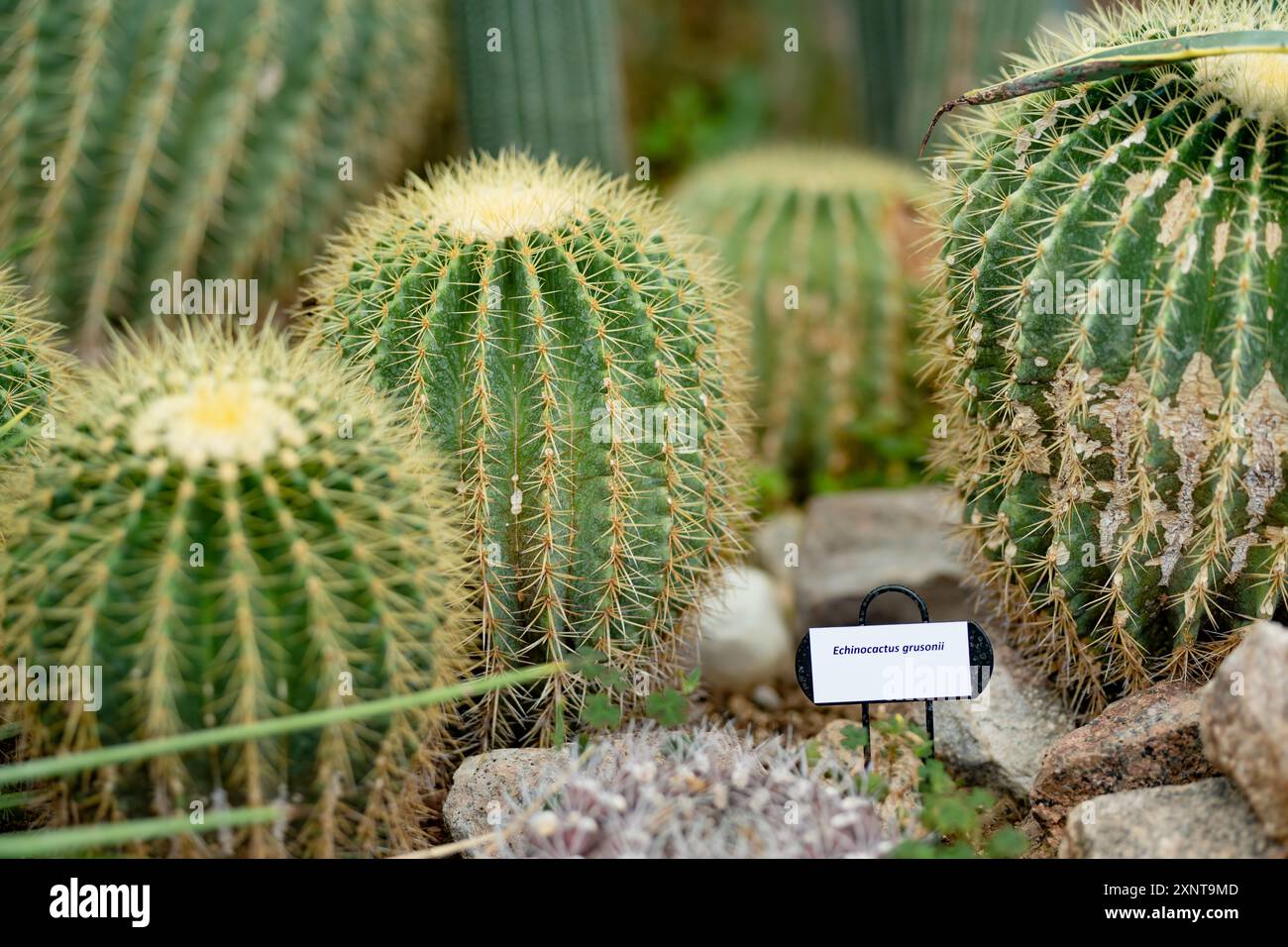 Succulent Cacti Species