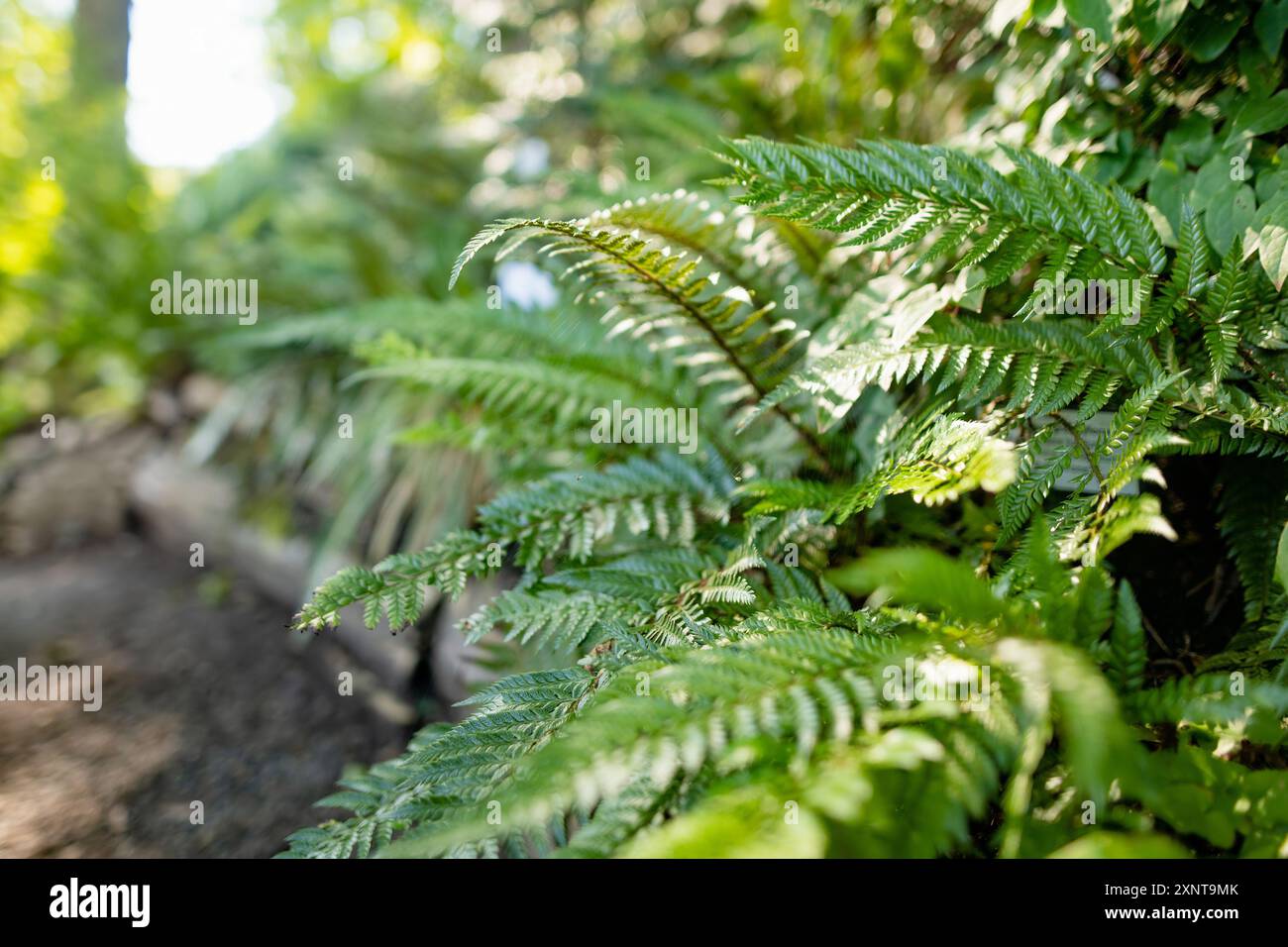 Different species of plants and flowers in botanical garden of Tartu ...