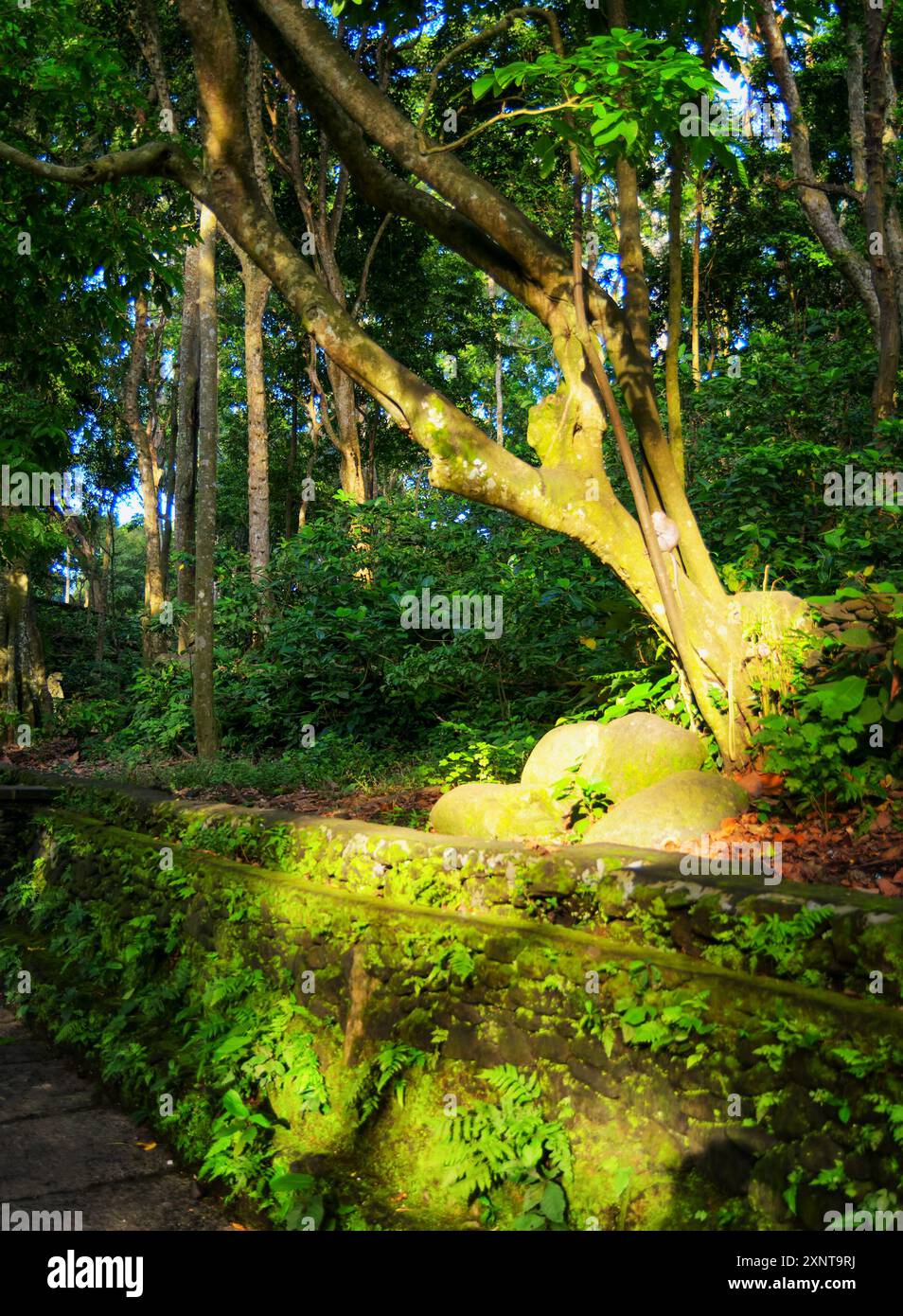 Tree forest park plant hi-res stock photography and images - Alamy