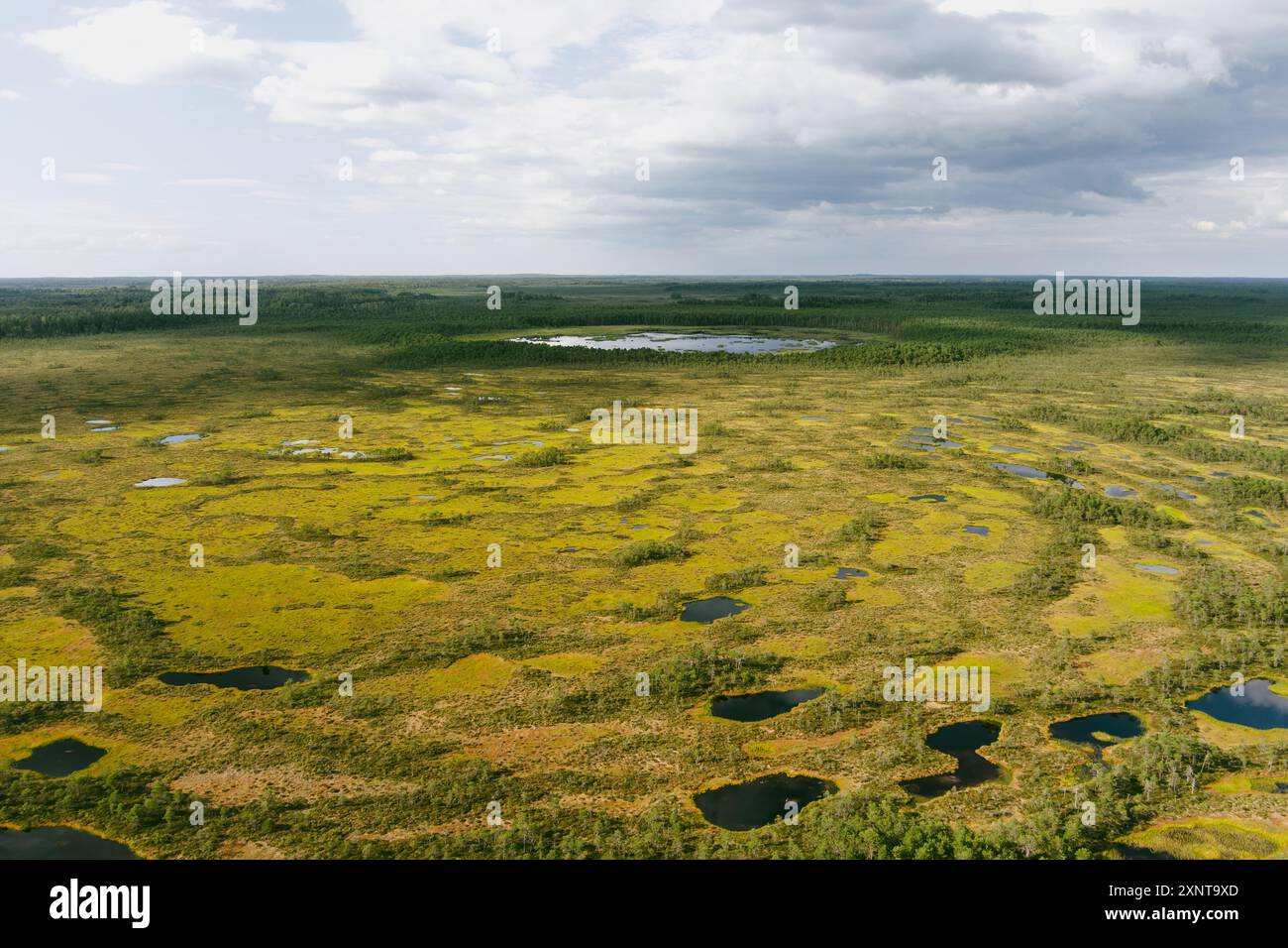 Aerial view of Seli Bog, dotted with pine trees, hollows and pools ...