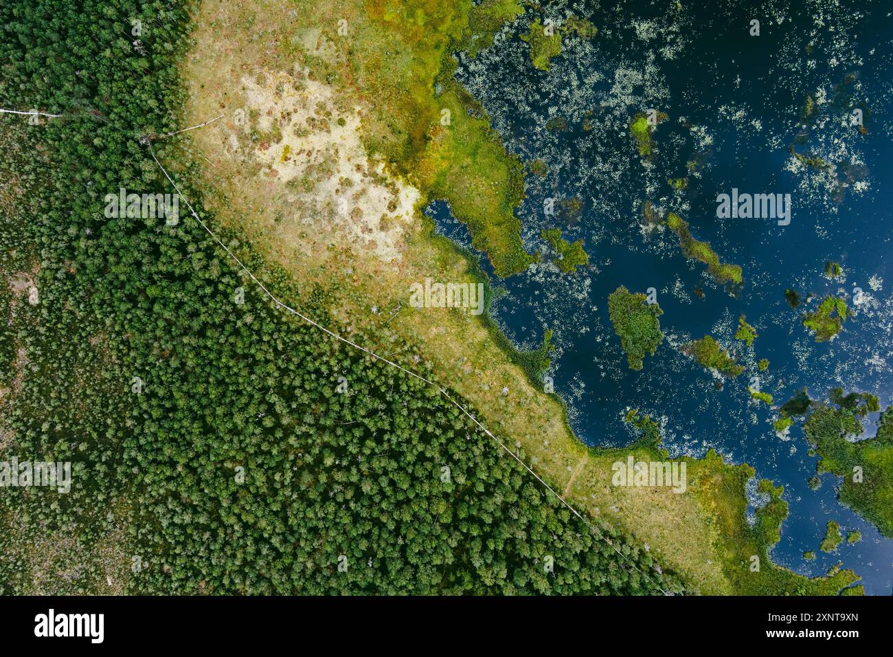 Aerial view of Seli Bog, dotted with pine trees, hollows and pools ...