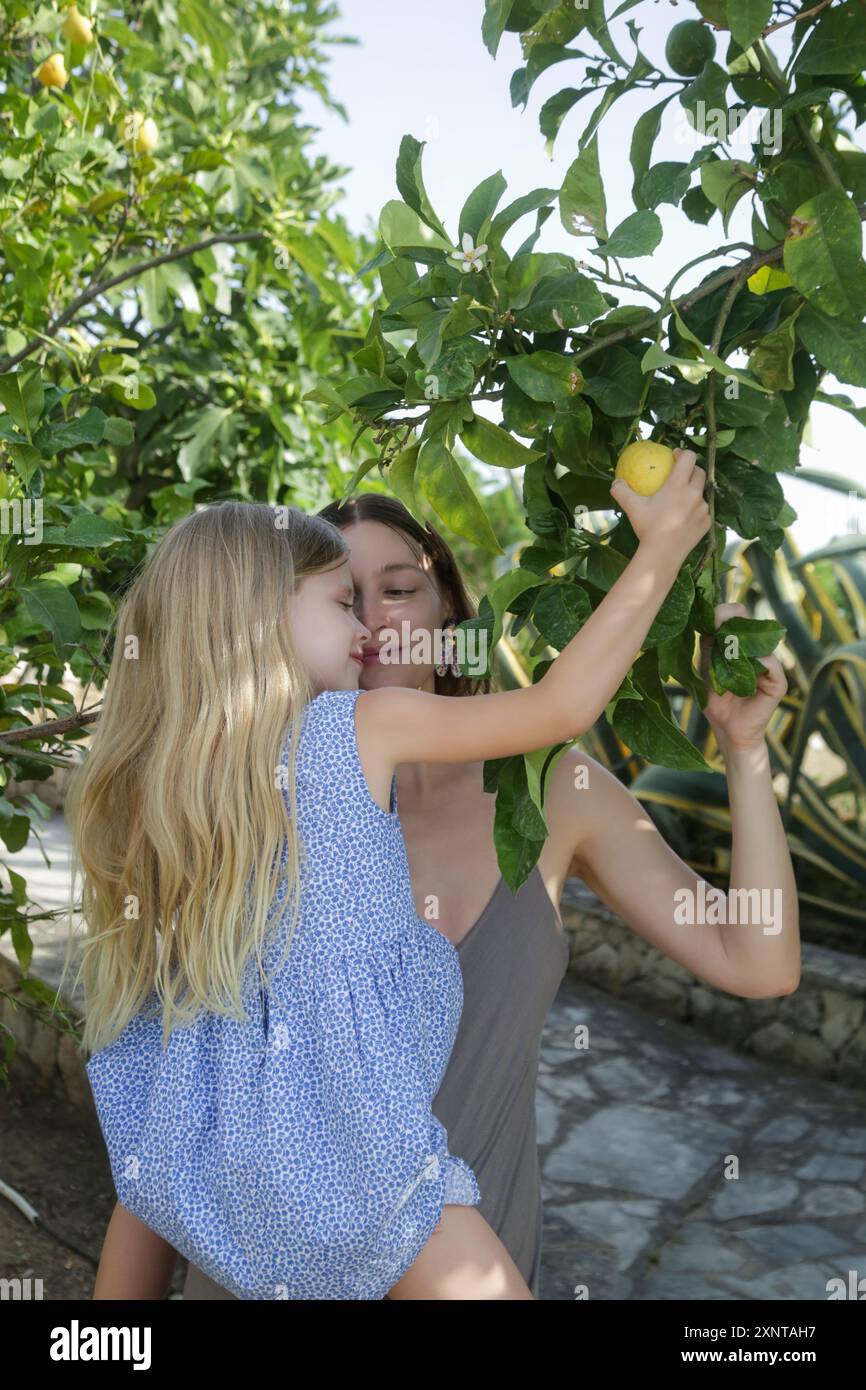 Lemon tree beautiful lemons hi-res stock photography and images - Alamy