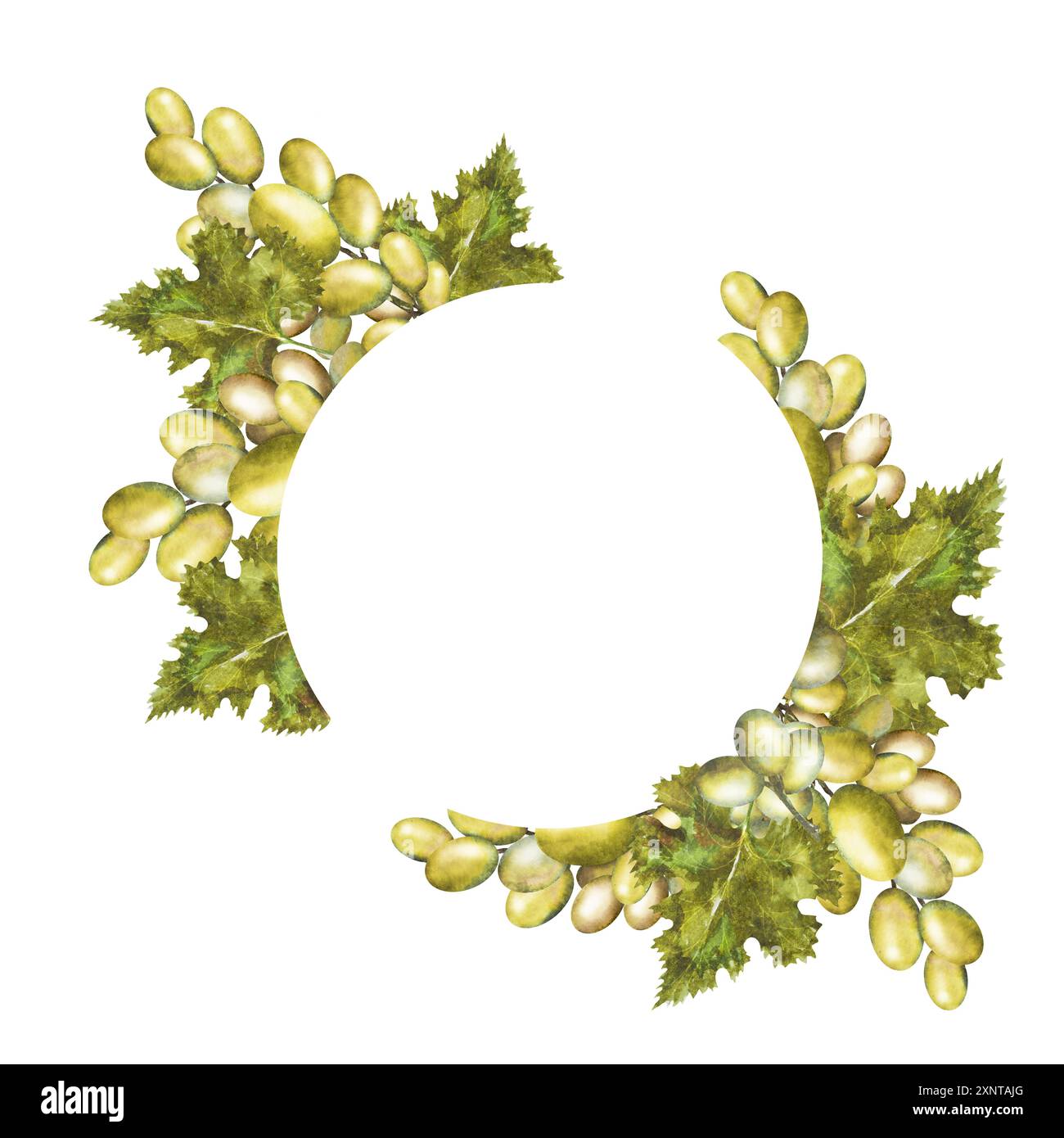 Frame of branches, bunches of grape vine. Watercolor illustration frame ...