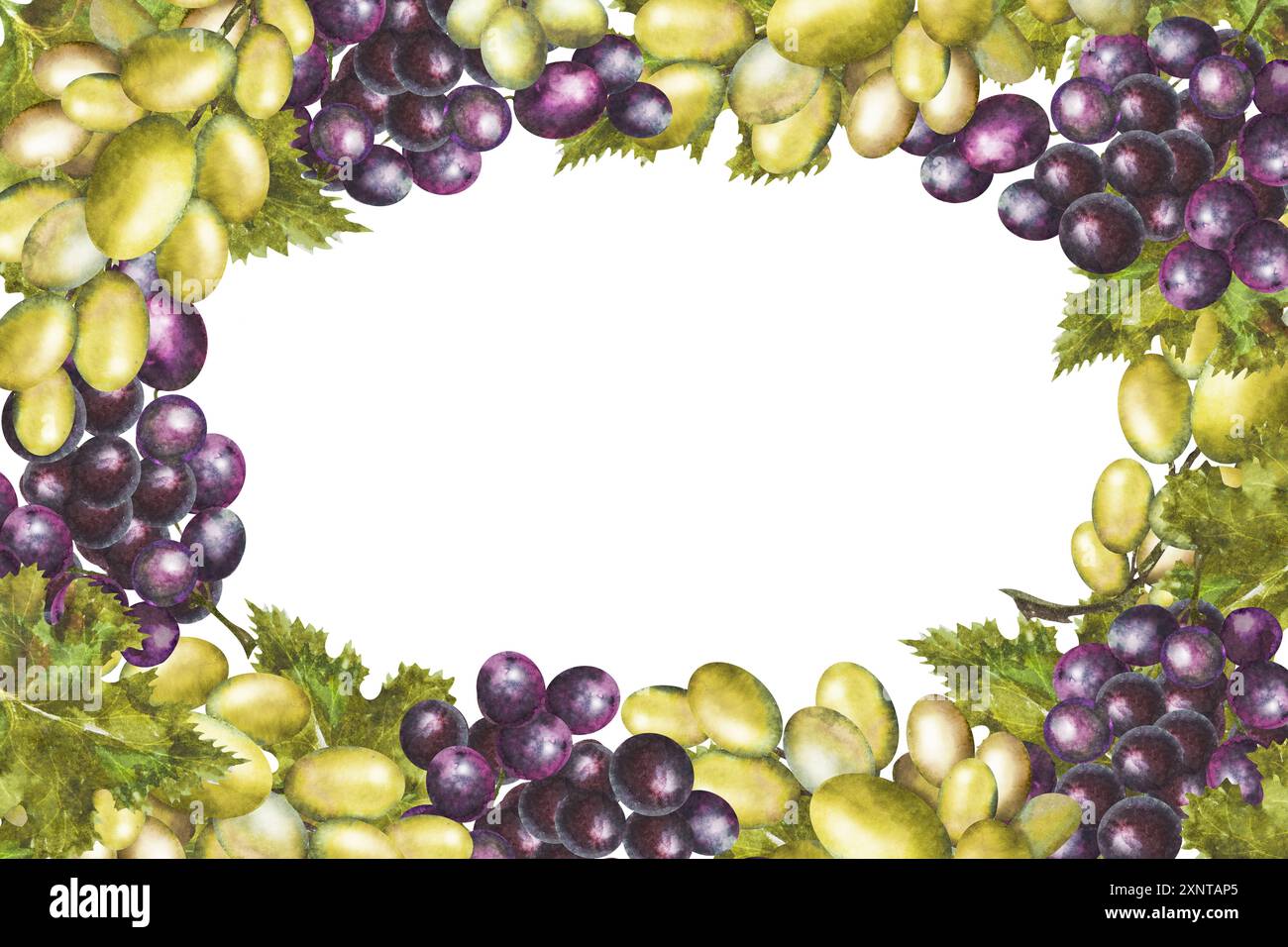 Frame of branches, bunches of grape vine. Watercolor illustration frame ...