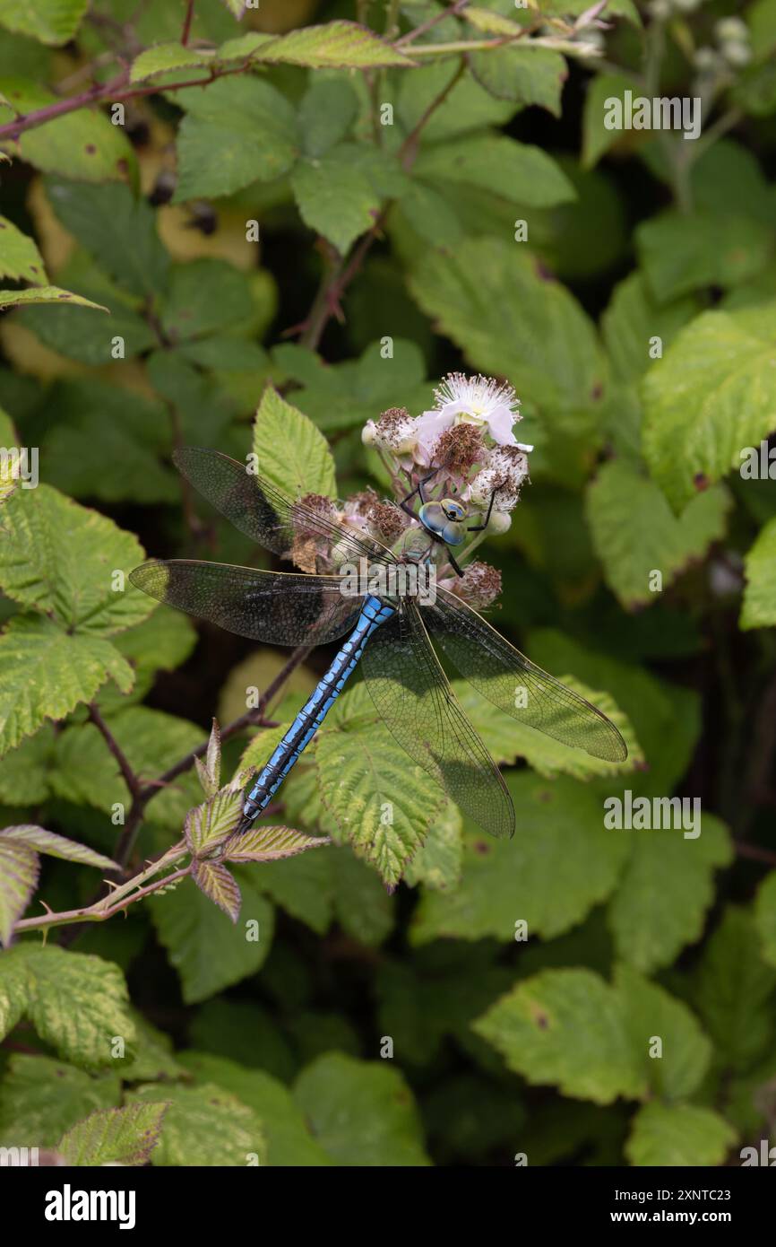 Blue Emperor (Anax imperator) male Norfolk June 2024 Stock Photo - Alamy