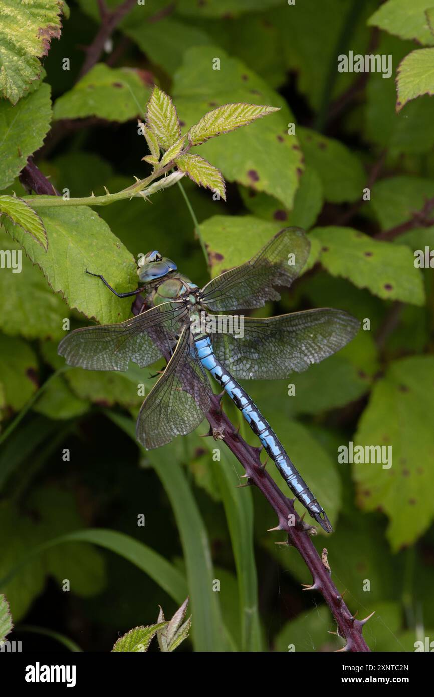 Blue Emperor (Anax imperator) male Norfolk June 2024 Stock Photo - Alamy