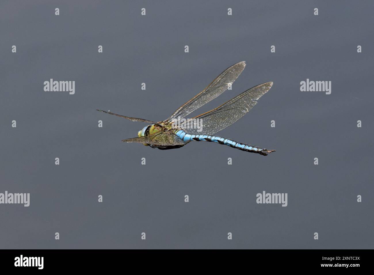Blue Emperor (Anax imperator) male Norfolk June 2024 Stock Photo - Alamy