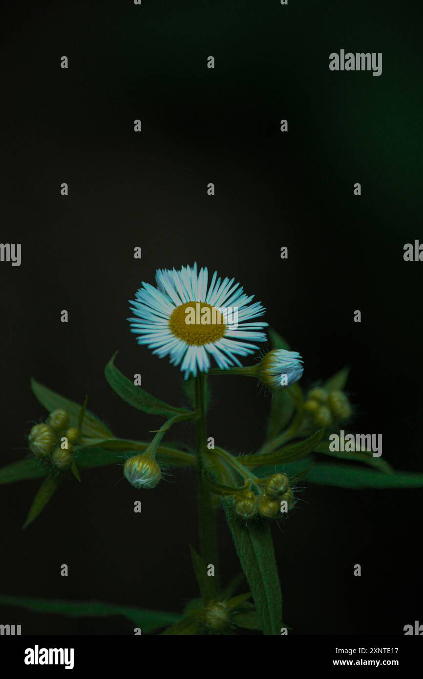 Daisy Growing Alone Stock Photo - Alamy