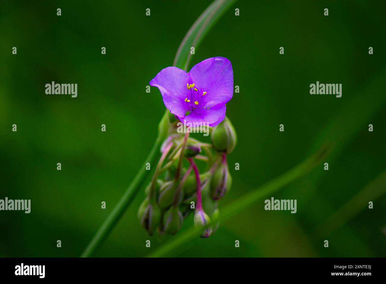 Lone Flower Blooming Stock Photo - Alamy