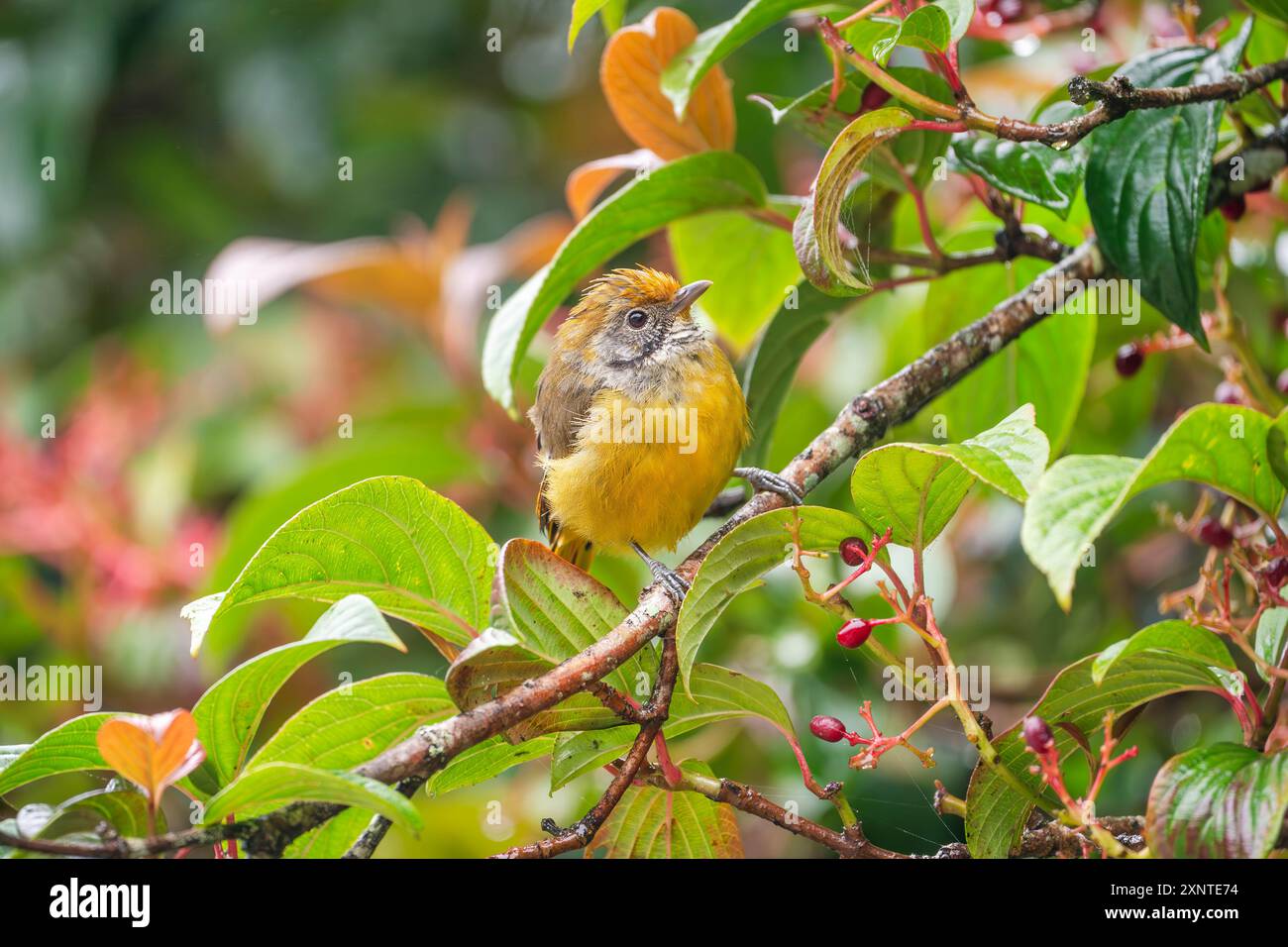 Strigula hi-res stock photography and images - Alamy