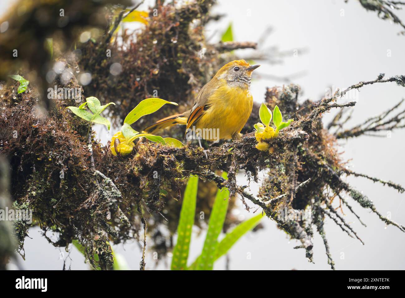Bar throated minla minla strigula hi-res stock photography and images ...